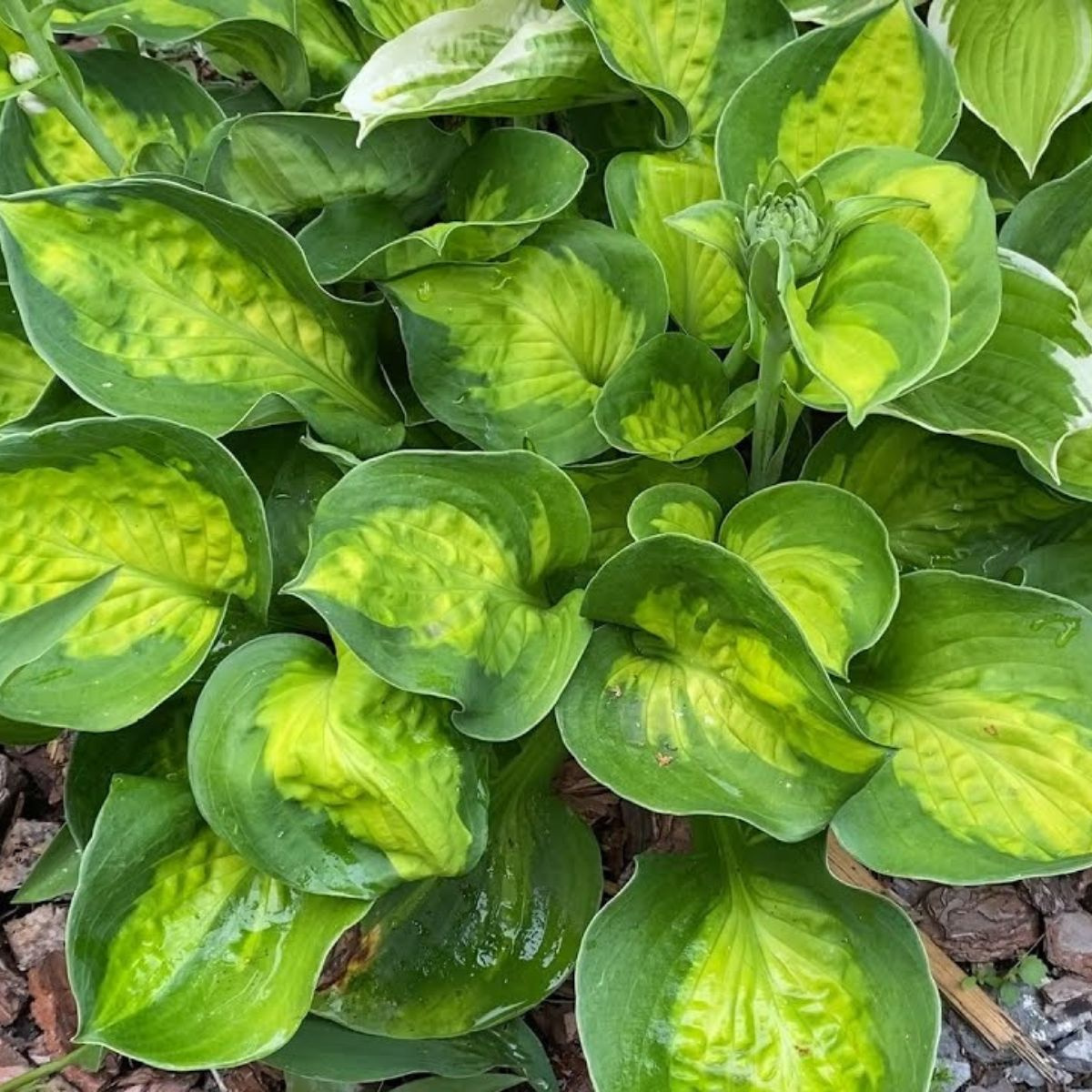 Funkia ogrodowa Sunset Grooves (C2)| Sadowniczy.pl