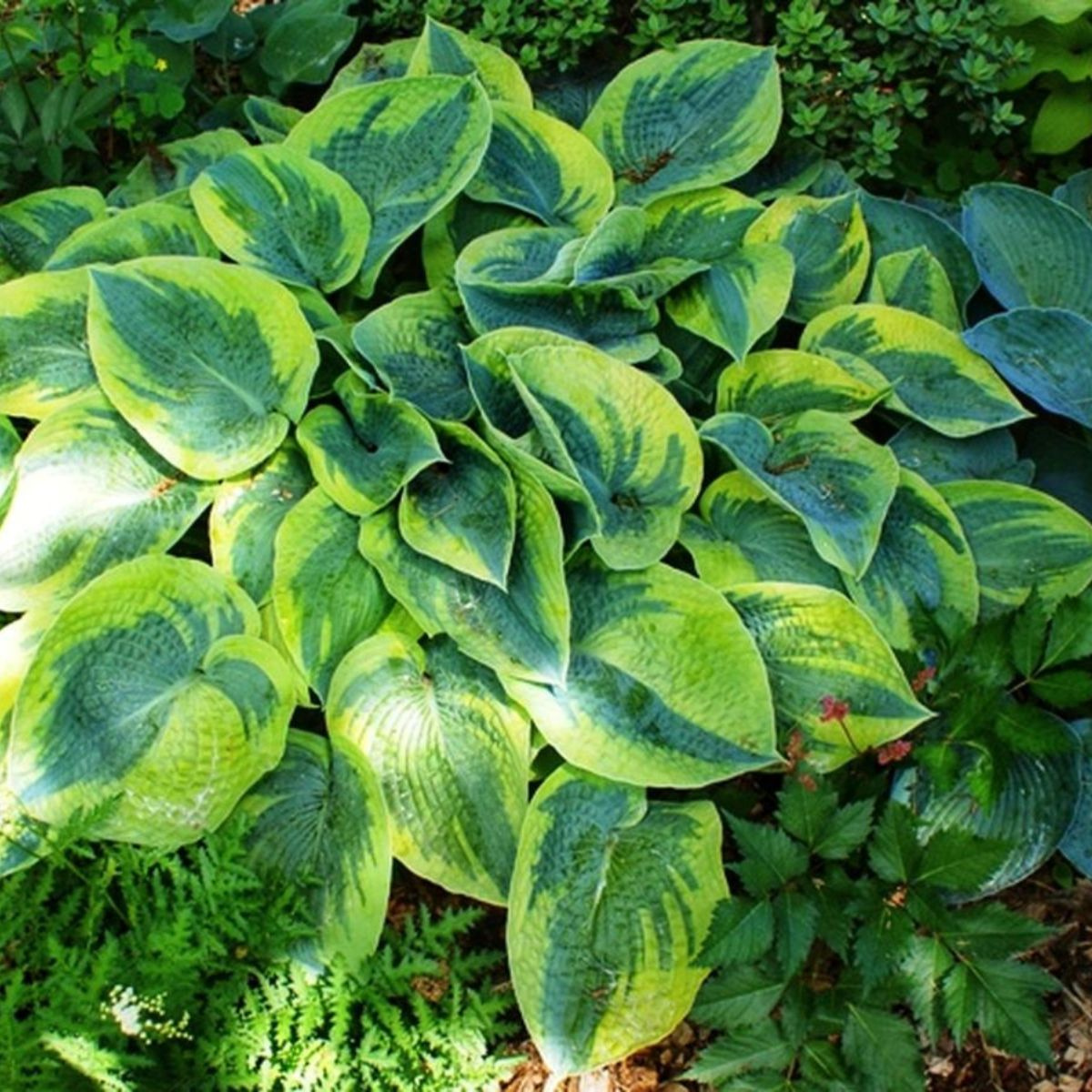 Funkia ogrodowa Sunset Grooves (C2)| Sadowniczy.pl