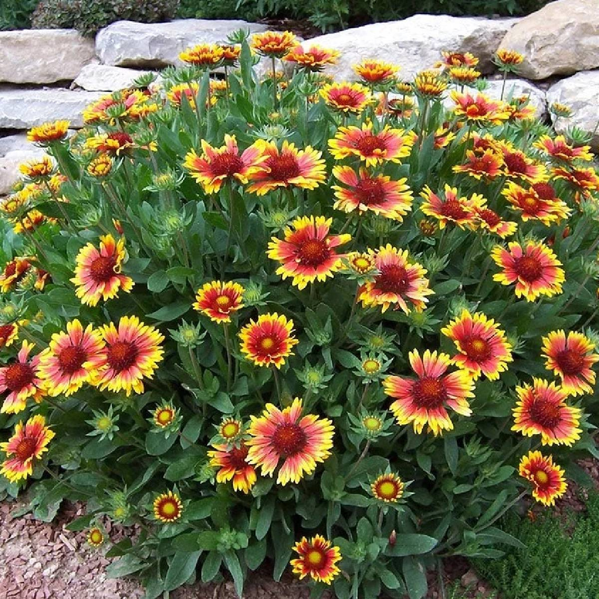 Gailardia oścista Dzianwa Arizona Sun (C2)| Sadowniczy.pl