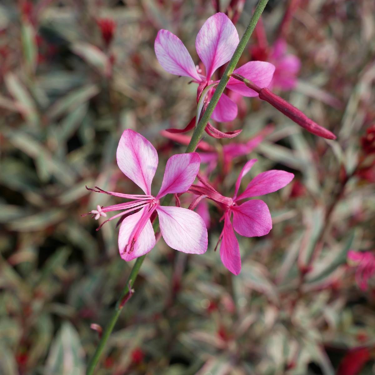 Gaura Gambit Variegata Rose (C2)| Sadowniczy.pl