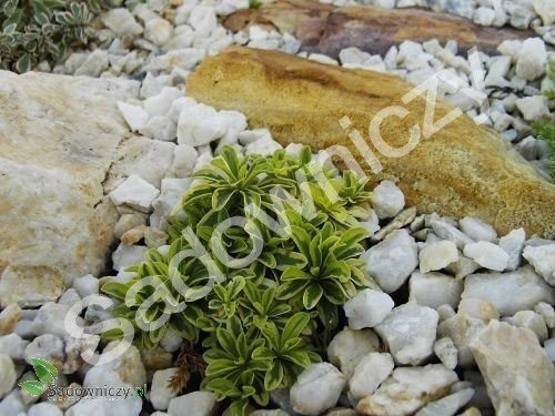 Gęsiówka macedońska Old Gold (C2)| Sadowniczy.pl