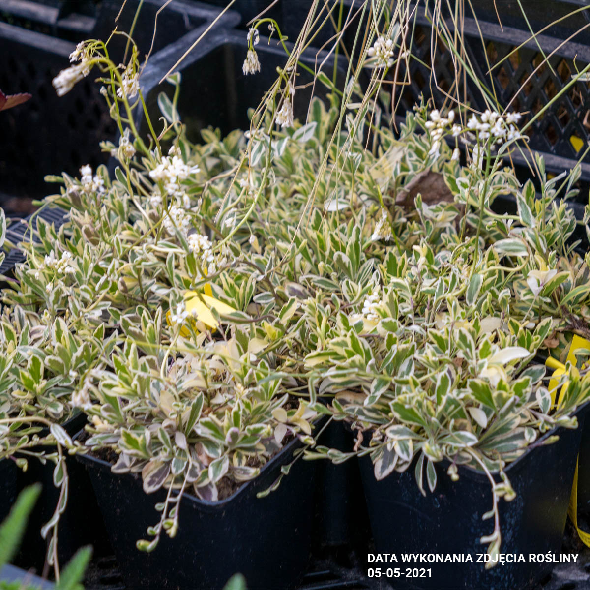 Gęsiówka macedońska Old Gold (C2)| Sadowniczy.pl