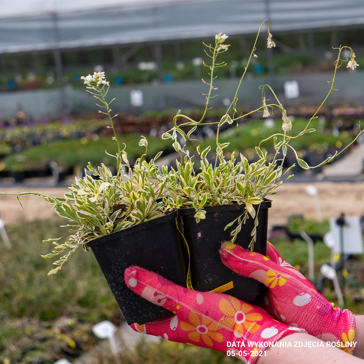 Gęsiówka macedońska Old Gold (C2)| Sadowniczy.pl