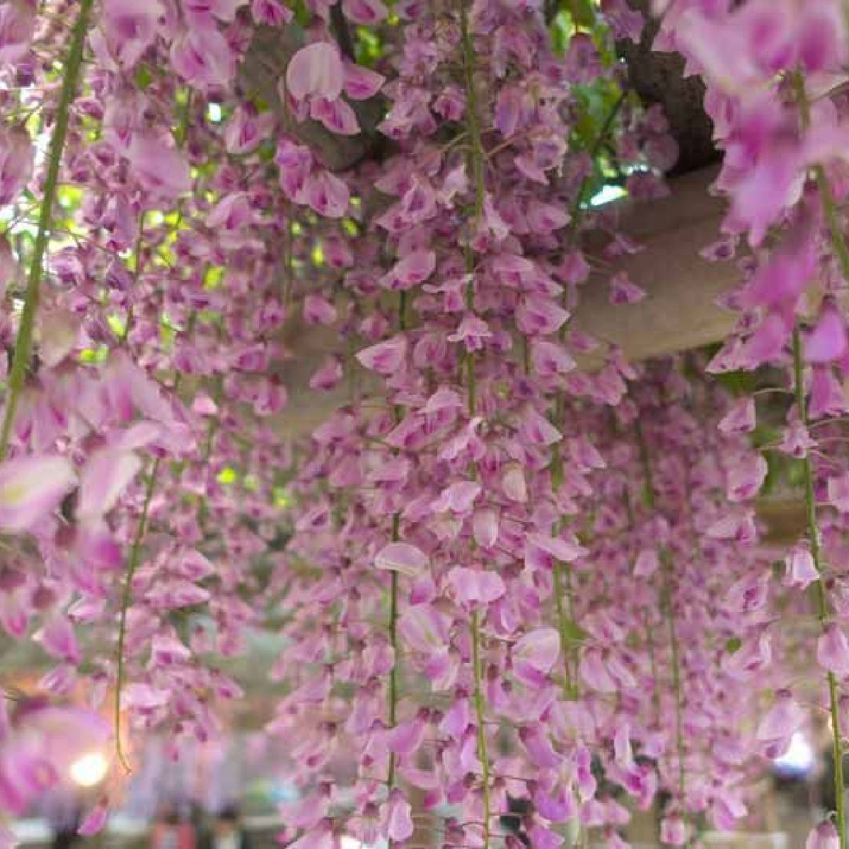 Glicynia kwiecista Rosea| Sadowniczy.pl