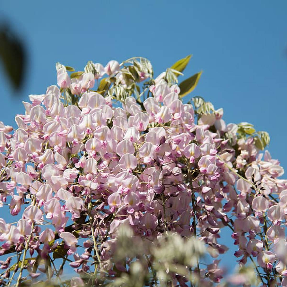 Glicynia kwiecista Rosea| Sadowniczy.pl