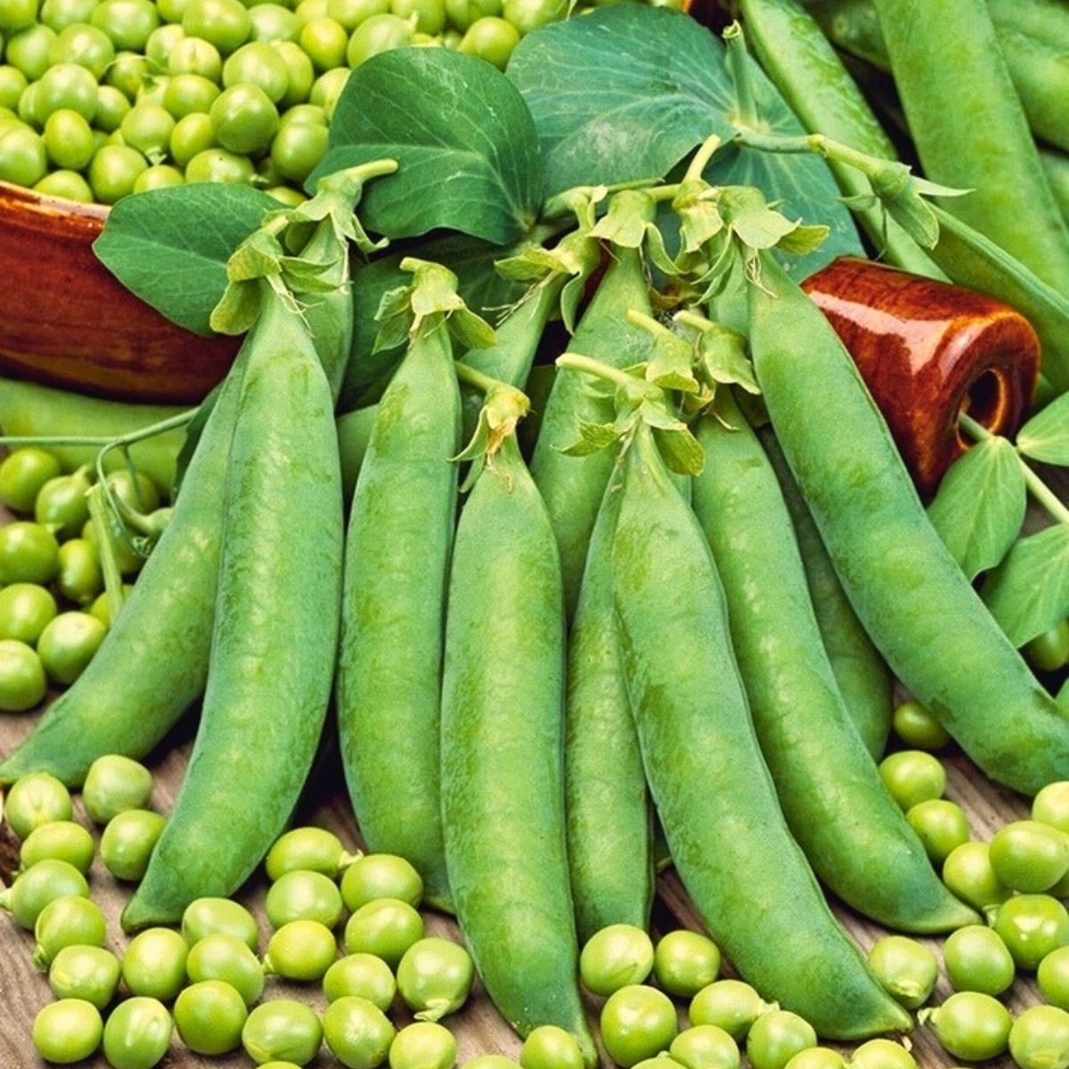 Groch łuskowy Sześciotygodniowy 40g| Sadowniczy.pl