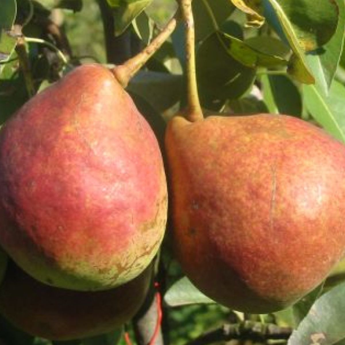 Grusza Dicolor - duży wybór