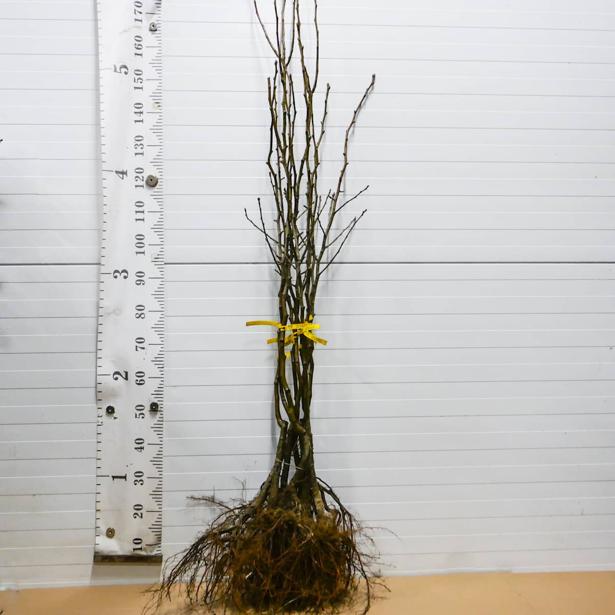 Grusza Dicolor - duży wybór