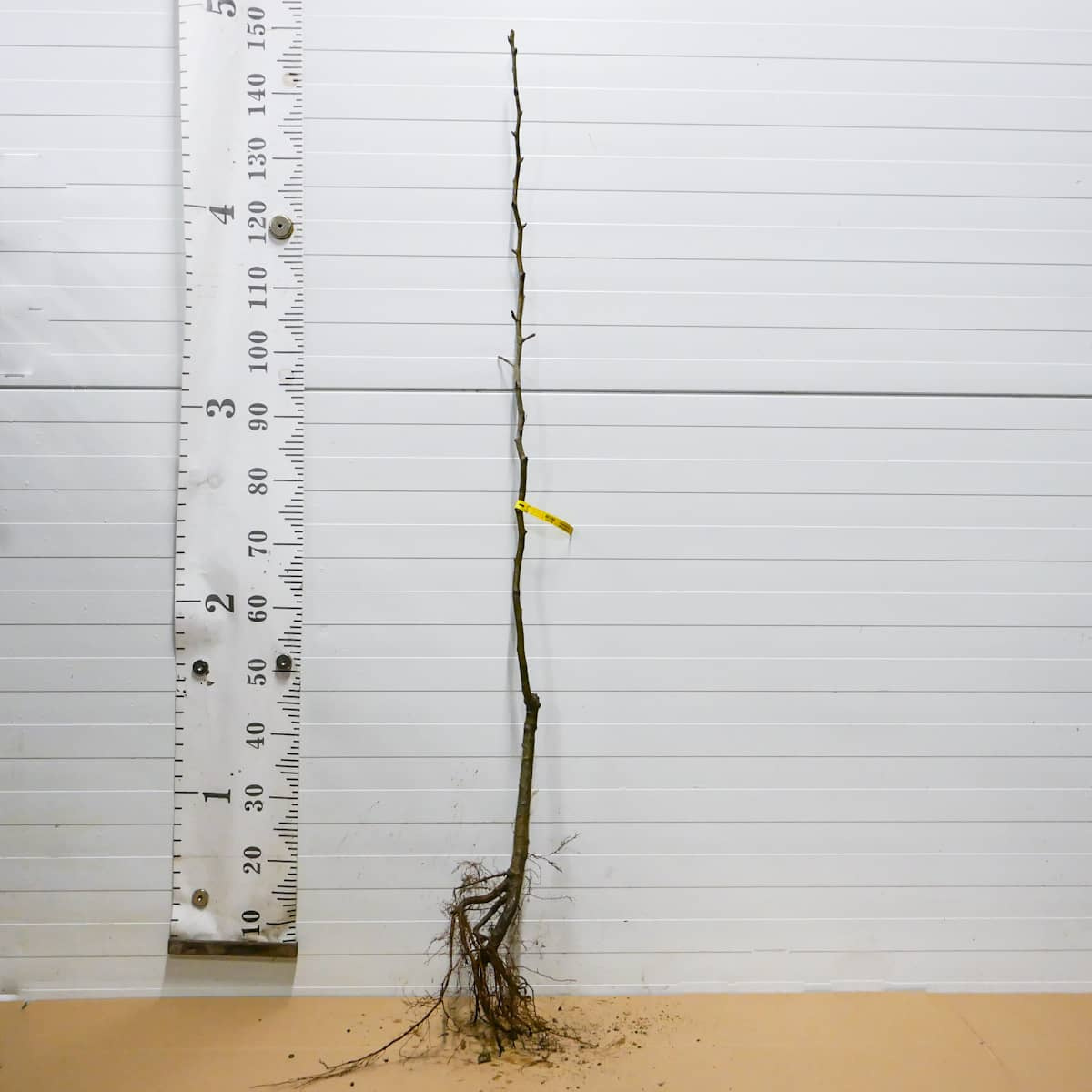 Grusza Dicolor - duży wybór