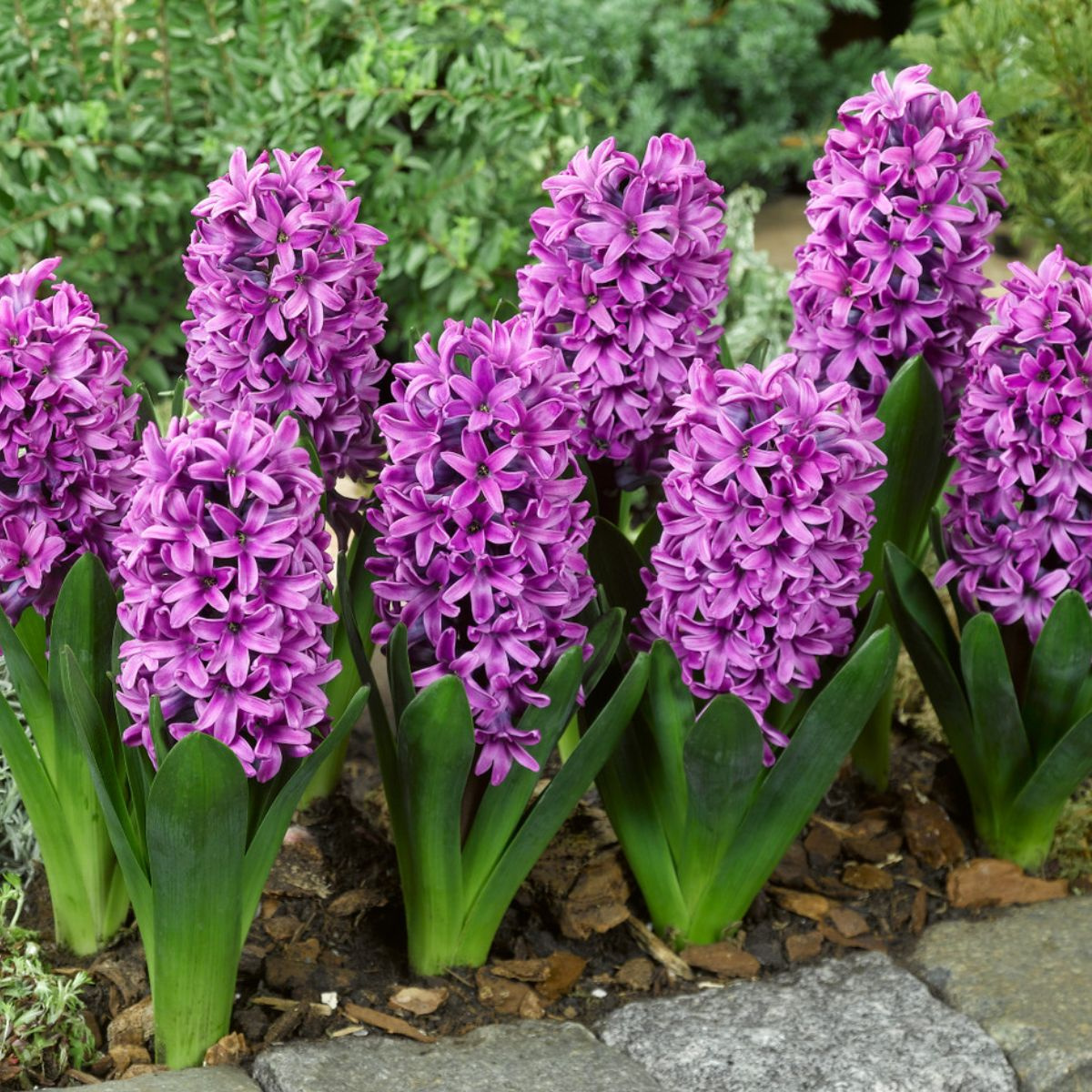 Hiacynt różowy| Sadowniczy.pl