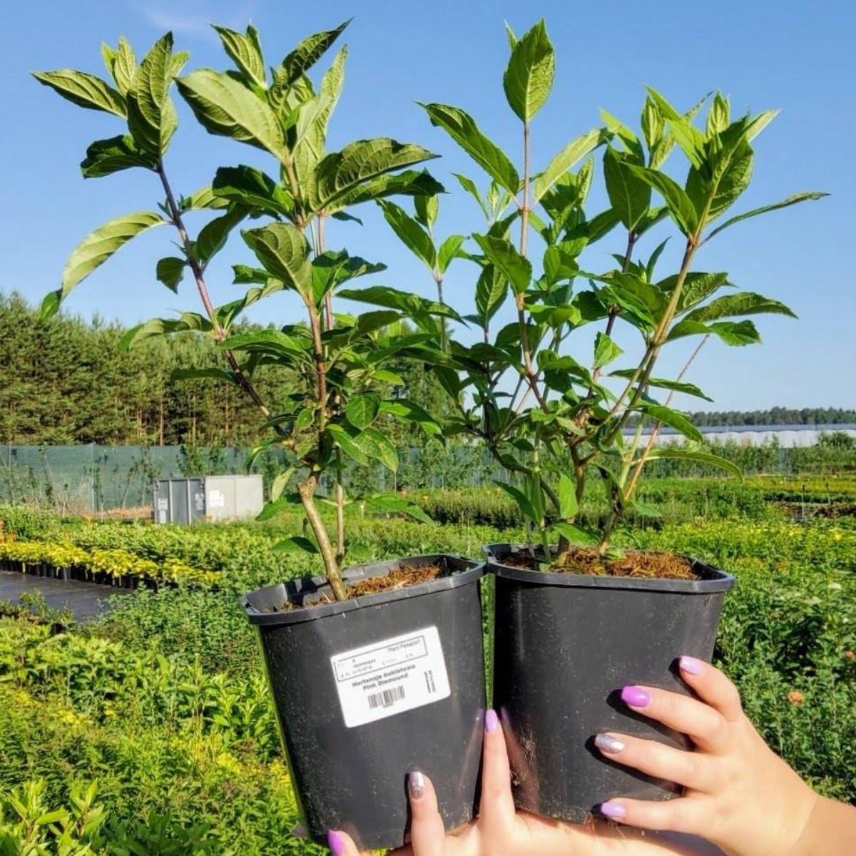 Hortensja bukietowa Pink Diamond (C2)| Sadowniczy.pl