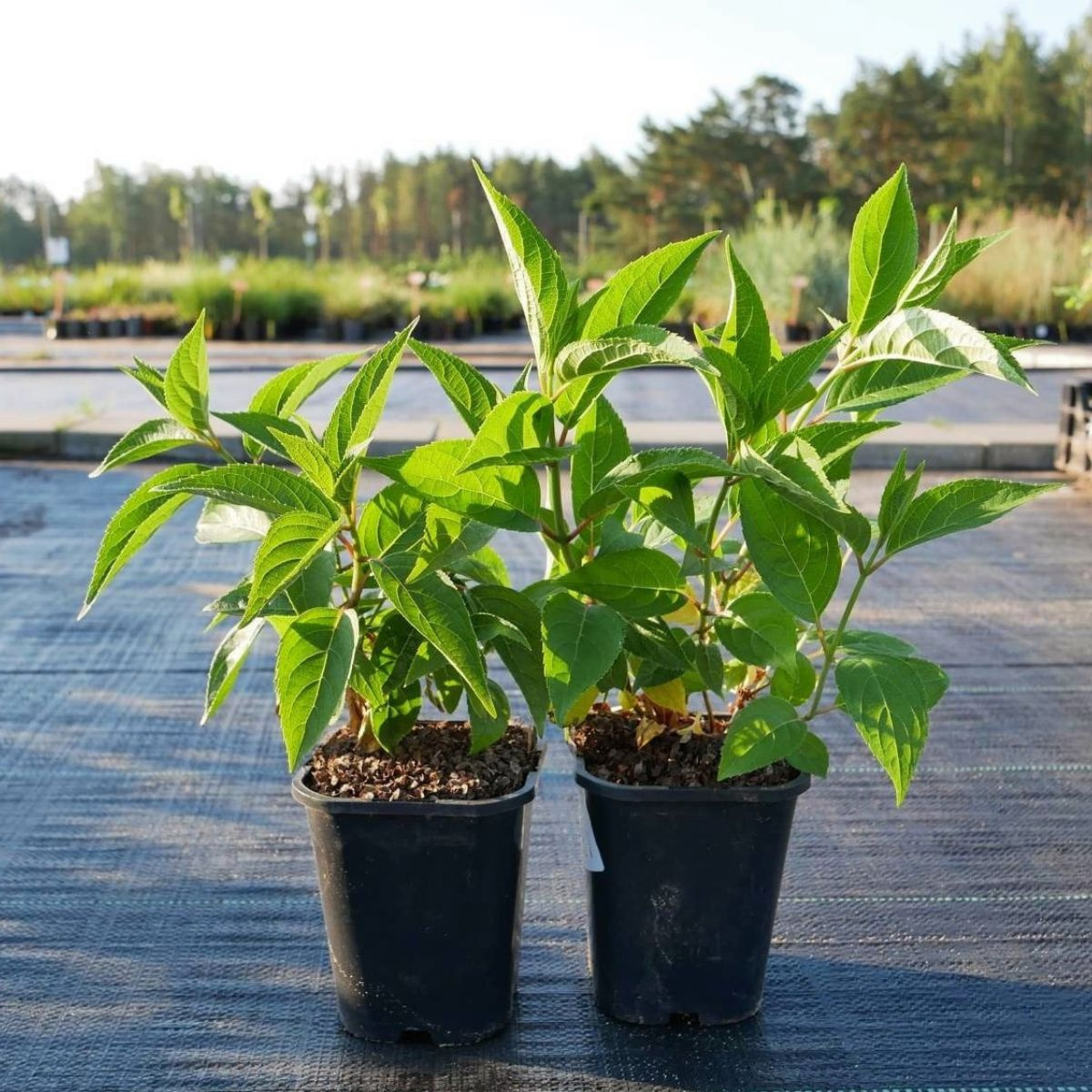 Hortensja bukietowa Pink Diamond (C2)| Sadowniczy.pl