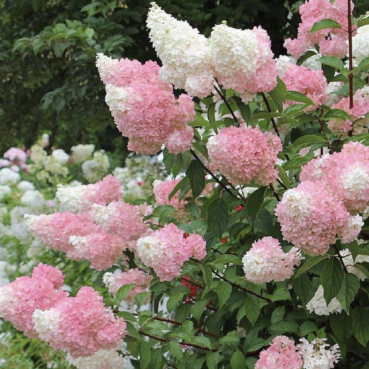 Hortensja bukietowa Strawberry Blossom (C2)| Sadowniczy.pl