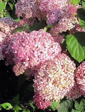 Hortensja krzewiasta drzewiasta 'Pink Percussion' (C2)| Sadowniczy.pl