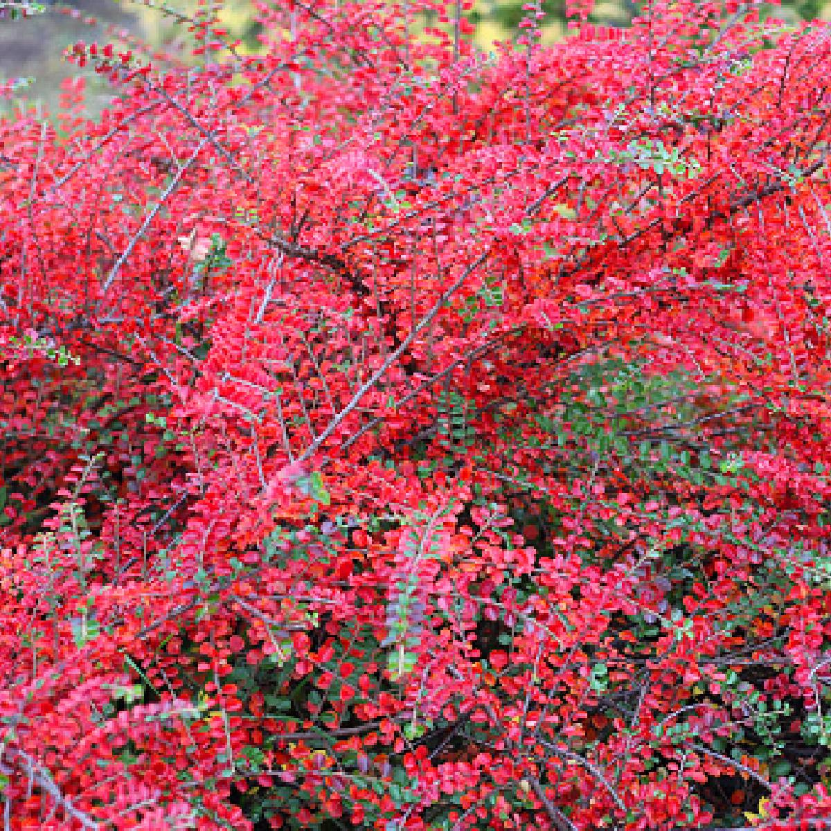 Irga rozkrzewiona | Sadowniczy.pl