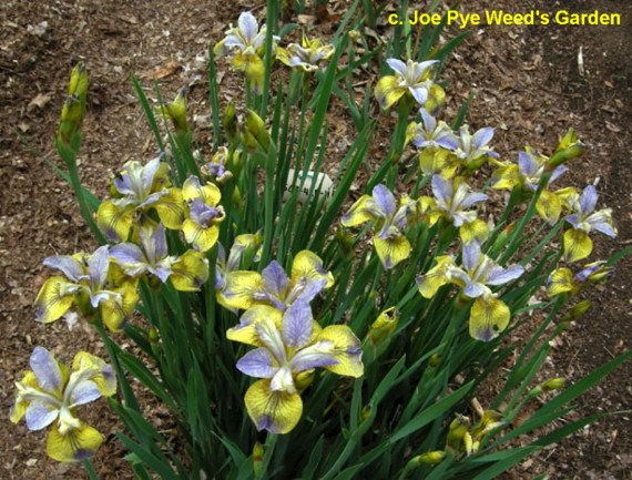 Irys syberyjski niebieski Kosaciec Tipped in Blue | Sadowniczy.pl