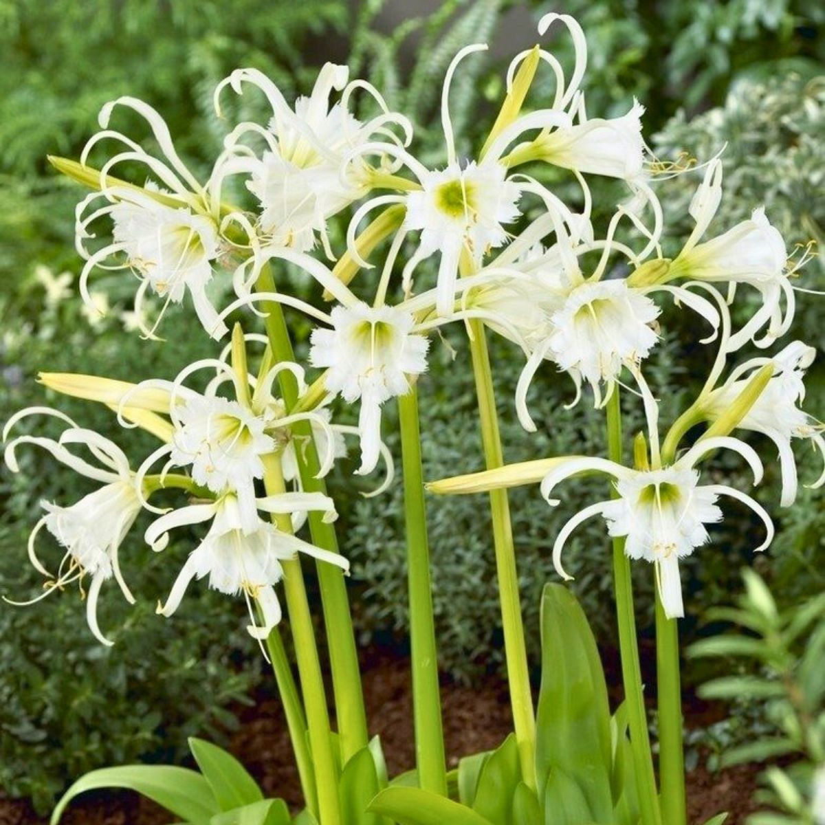 Ismena błonczatka - HYMENOCALLIS FESTALIS- 1 szt - duży wybór