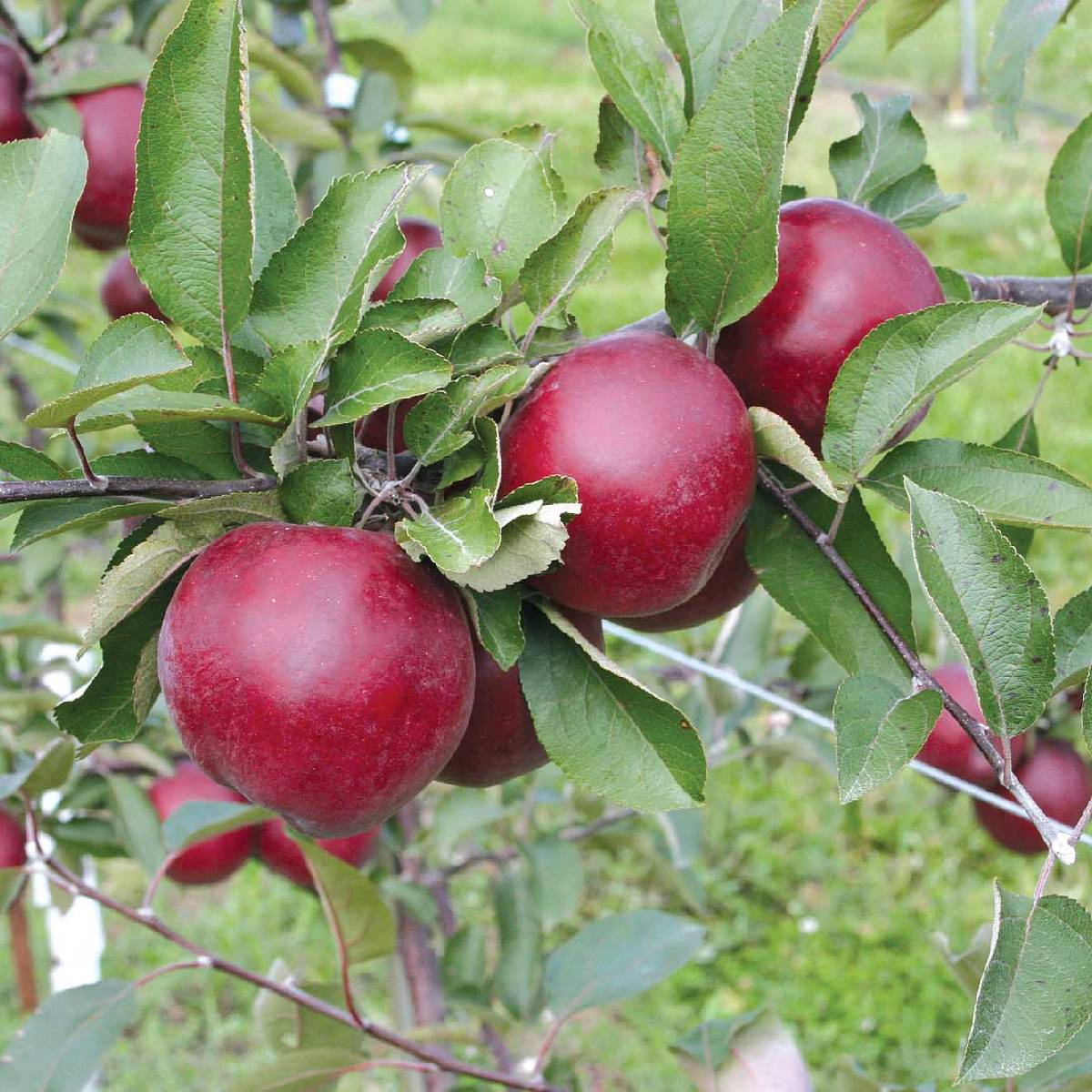 Jabłoń Baya Marisa w doniczce C2| Sadowniczy.pl