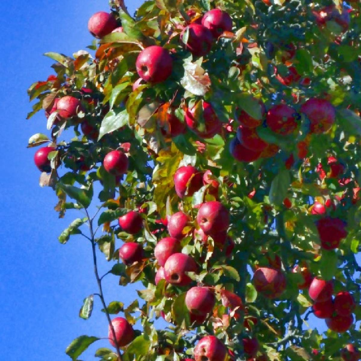 Jabłoń Discovery w doniczce C2| Sadowniczy.pl