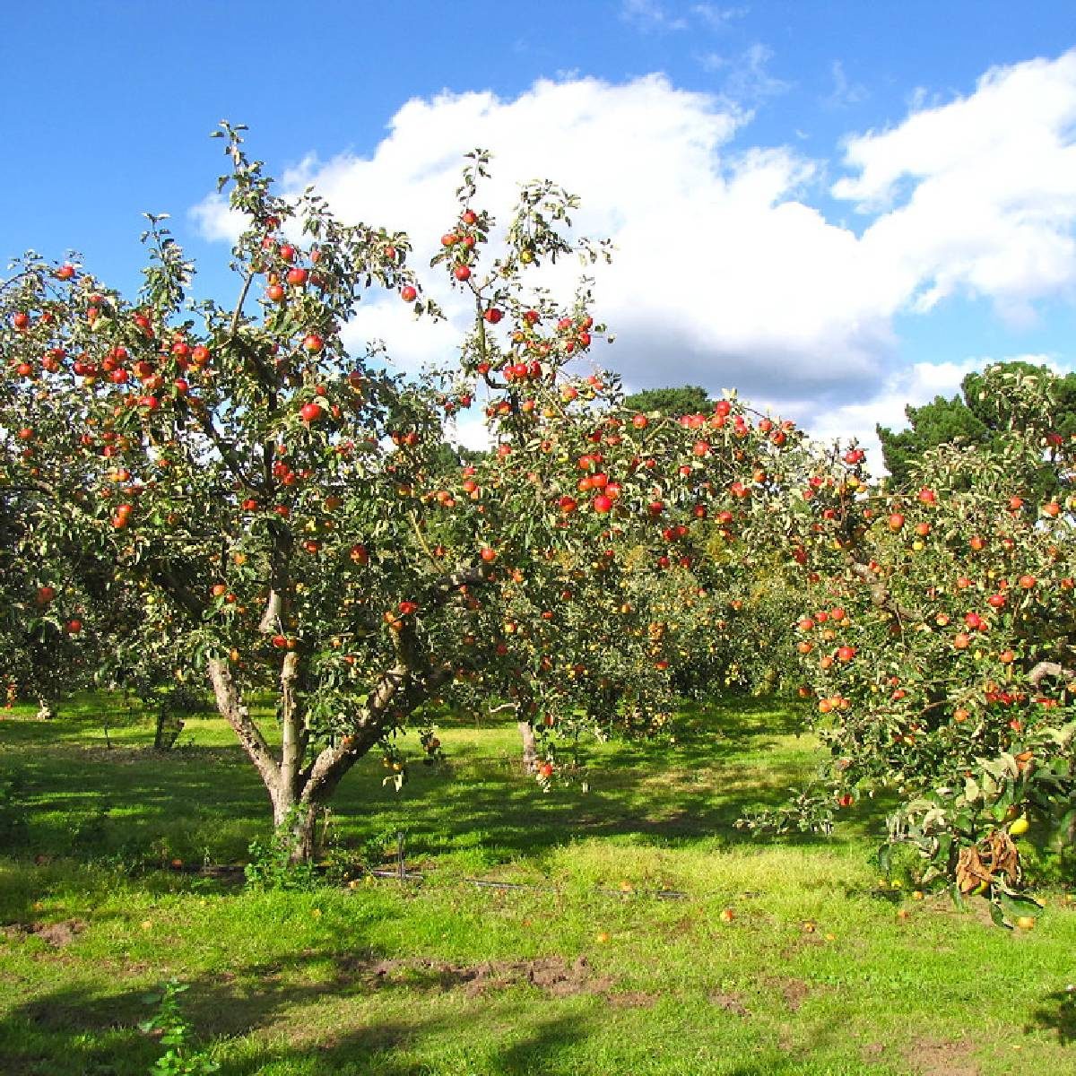 Jabłoń Discovery w doniczce C2| Sadowniczy.pl