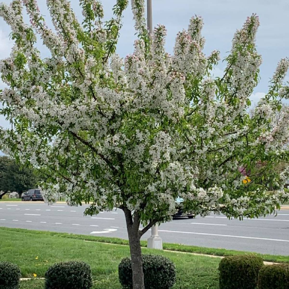 Jabłoń Dolgo w doniczce C2| Sadowniczy.pl