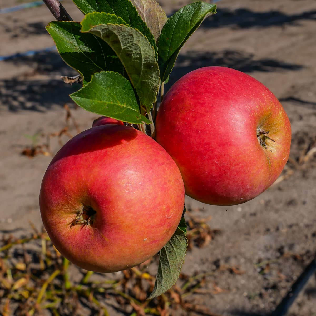 Jabłoń Elstar – odmiana jabłoni deserowej | Zamów sadzonki