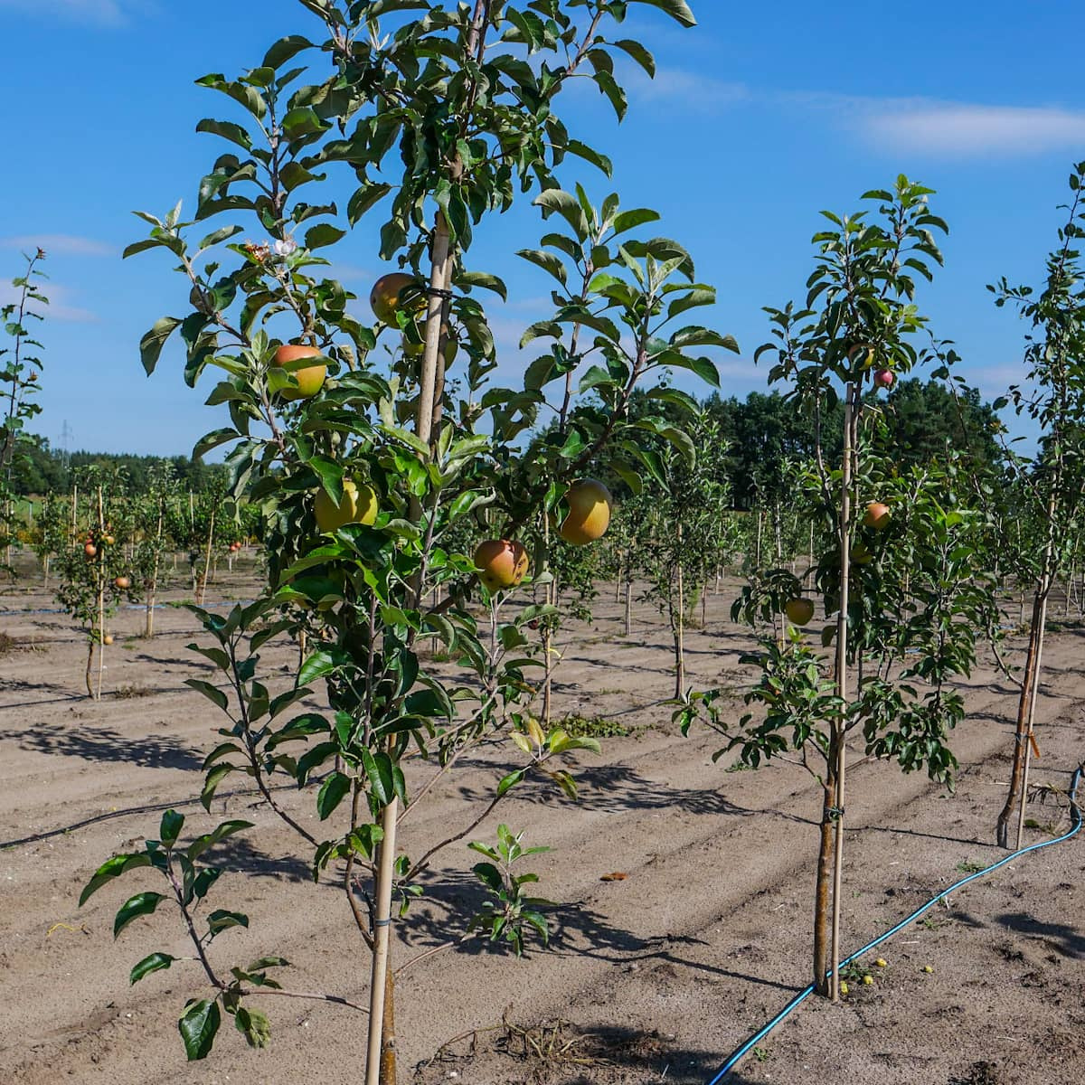 Jabłoń Elstar – odmiana jabłoni deserowej | Zamów sadzonki