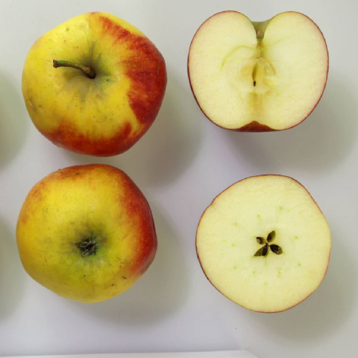 Jabłoń Elstar w doniczce C2| Sadowniczy.pl