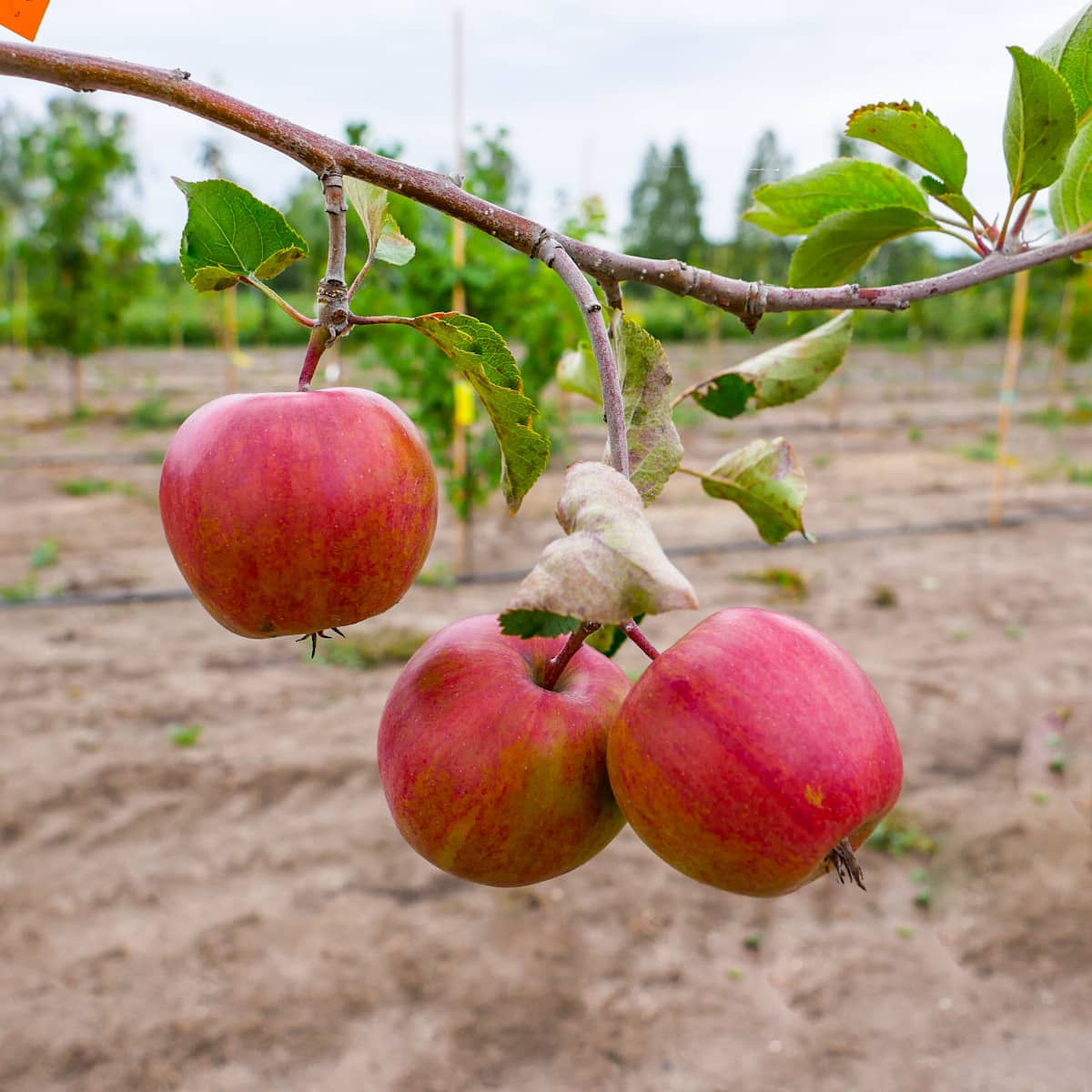 Jabłoń Gala Start Pack ® | Sadowniczy.pl