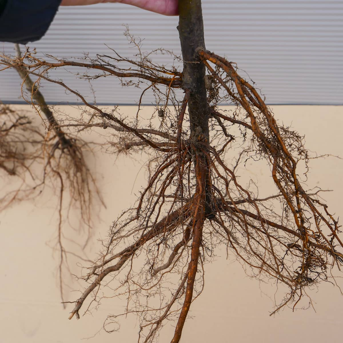 Jabłoń Golden Reinders Delicious Plant Pack | Sadowniczy.pl