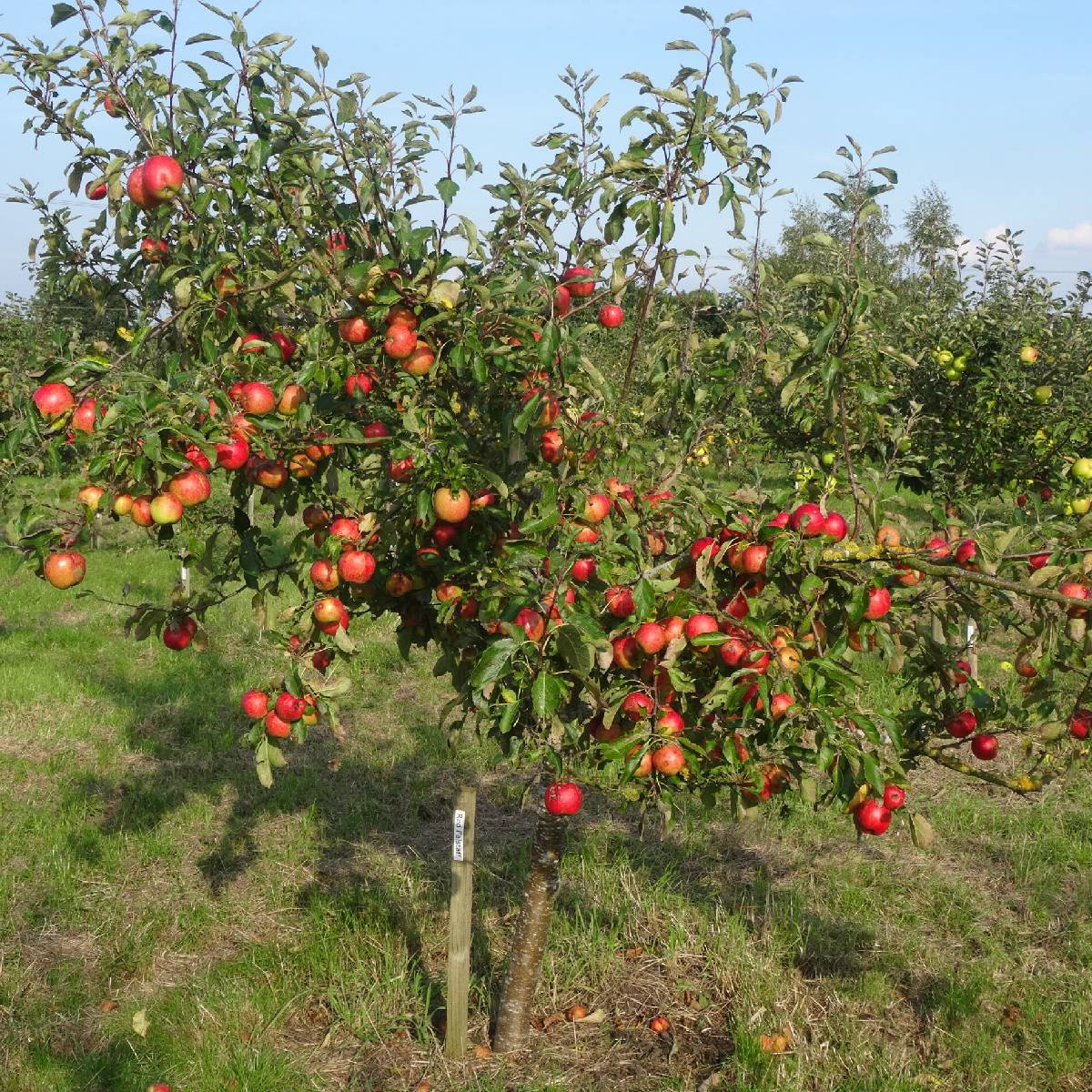 Jabłoń Grafsztynek Prawdziwy w doniczce C2| Sadowniczy.pl