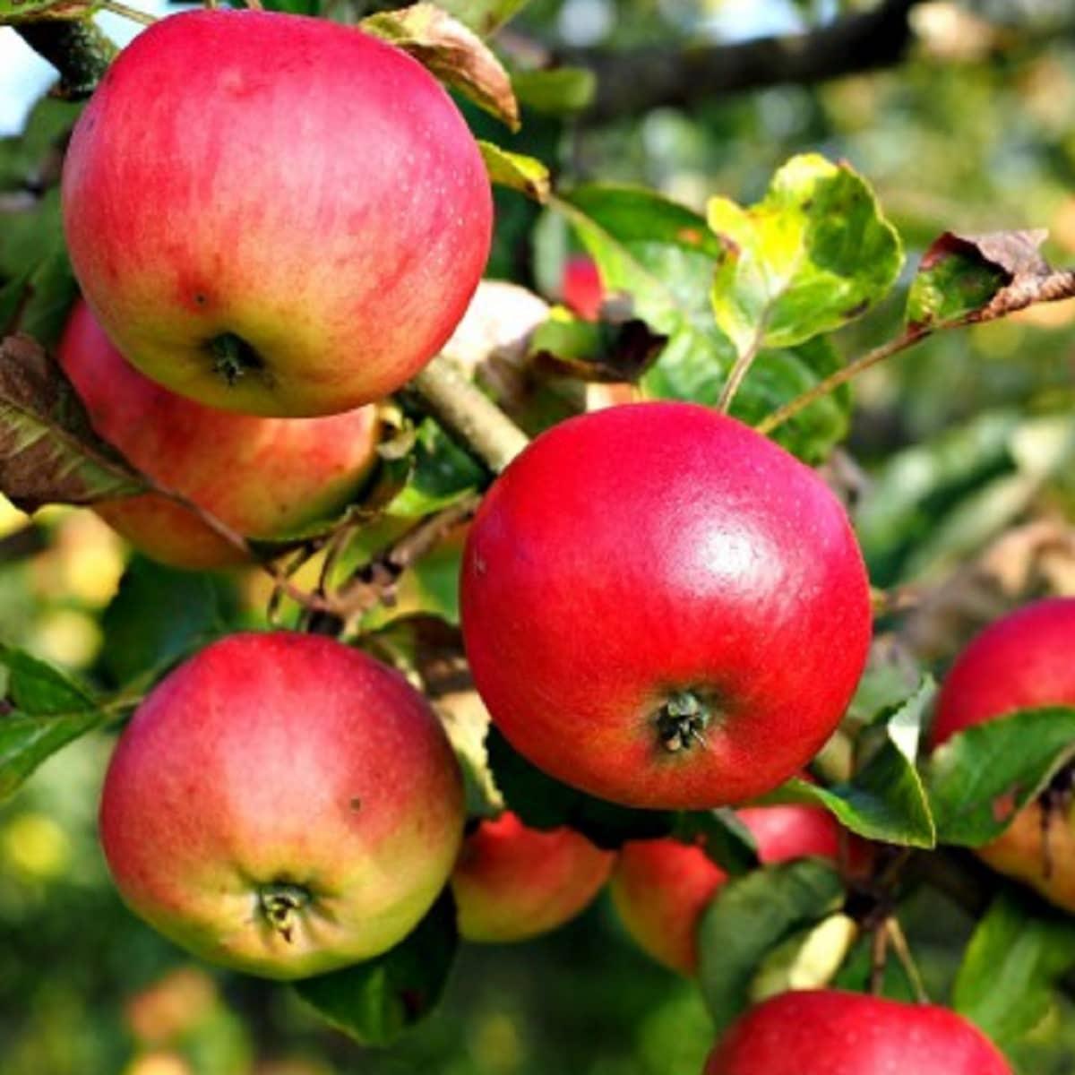 Jabłoń James Grieve - Doskonały Wybór dla Miłośników Owoców