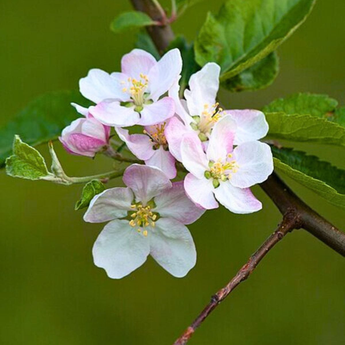 Jabłoń Jonagold Decosta – pyszne jabłka w Twoim ogrodzie