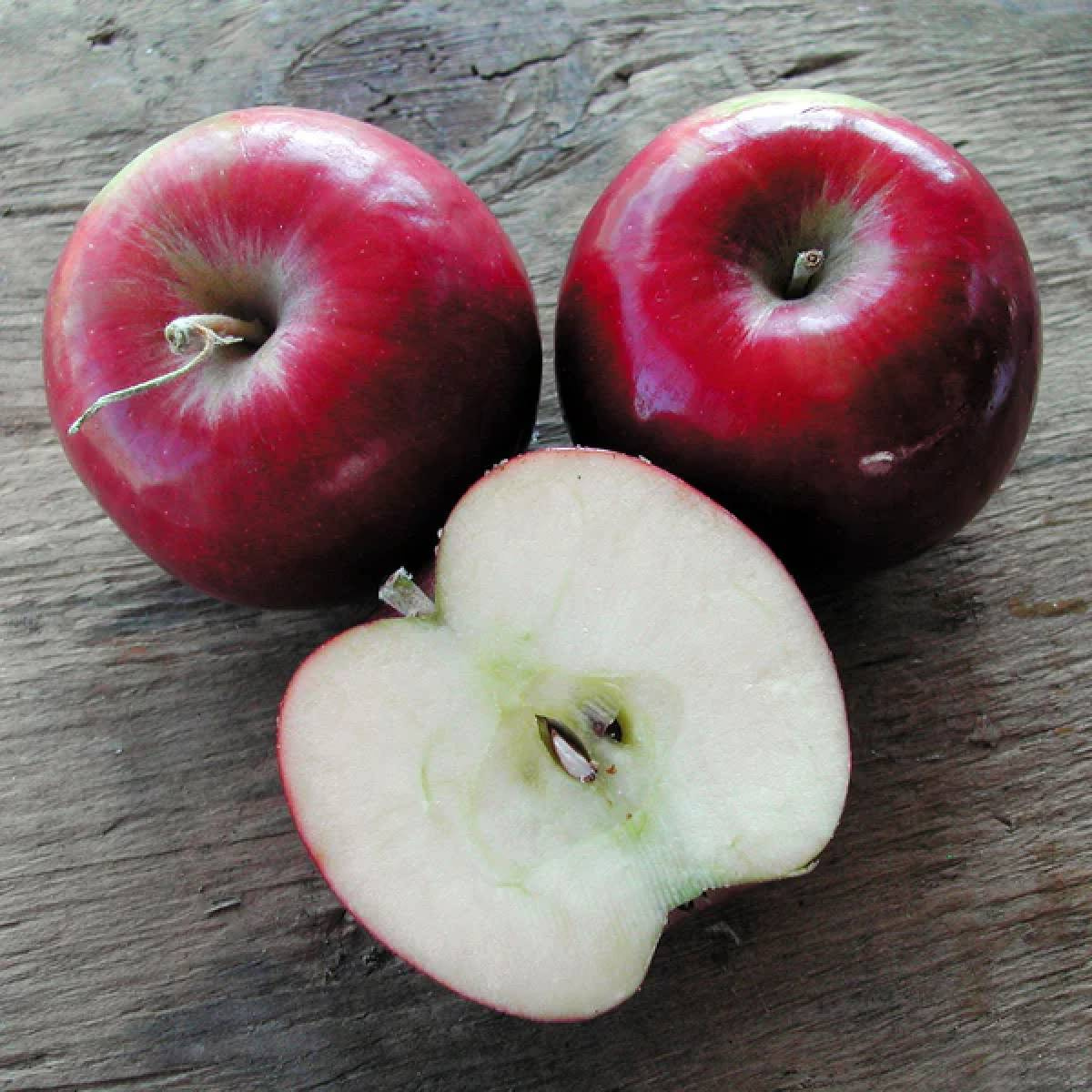 Jabłoń Jonatan w doniczce C2| Sadowniczy.pl