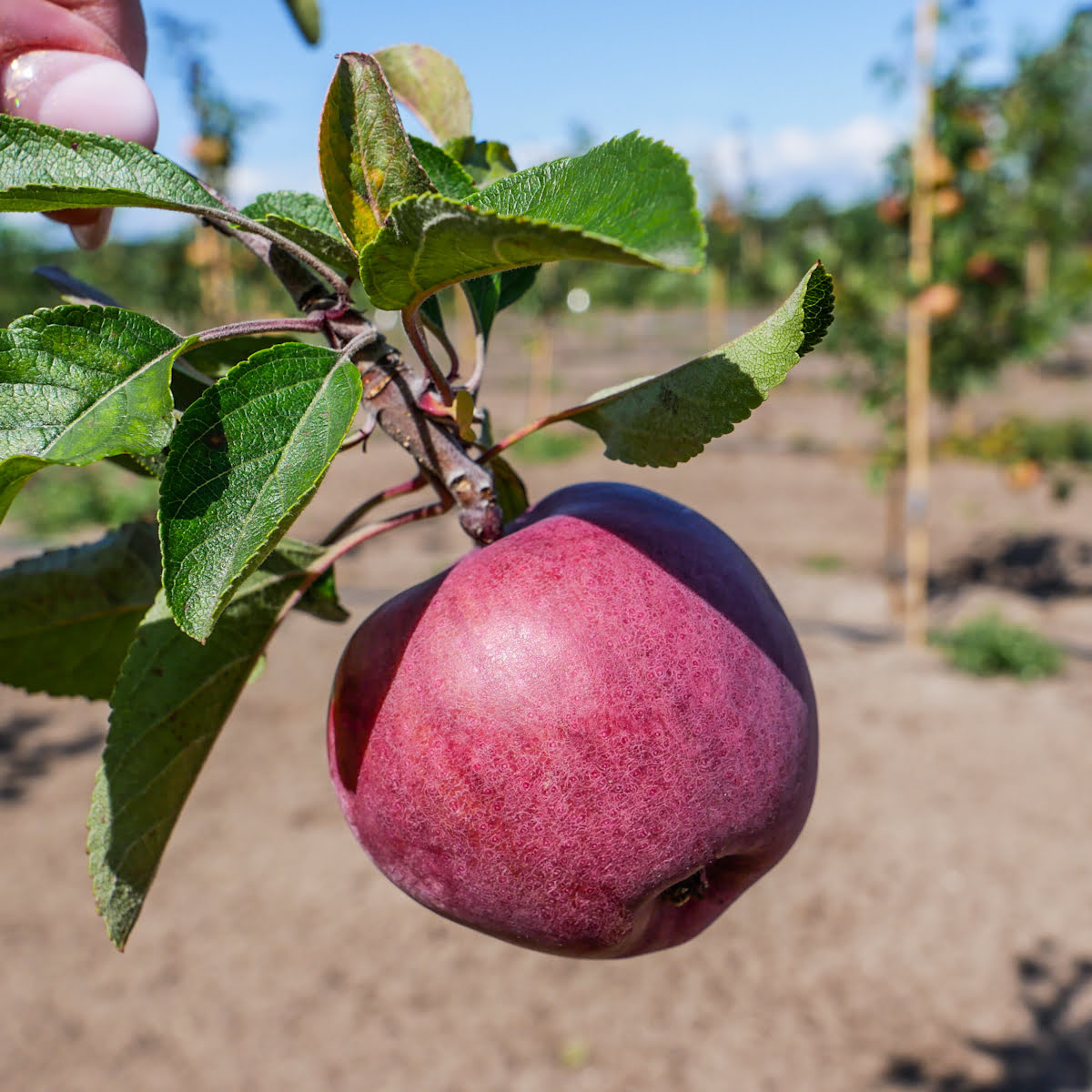 Jabłoń Kings Root Plant Pack| Sadowniczy.pl