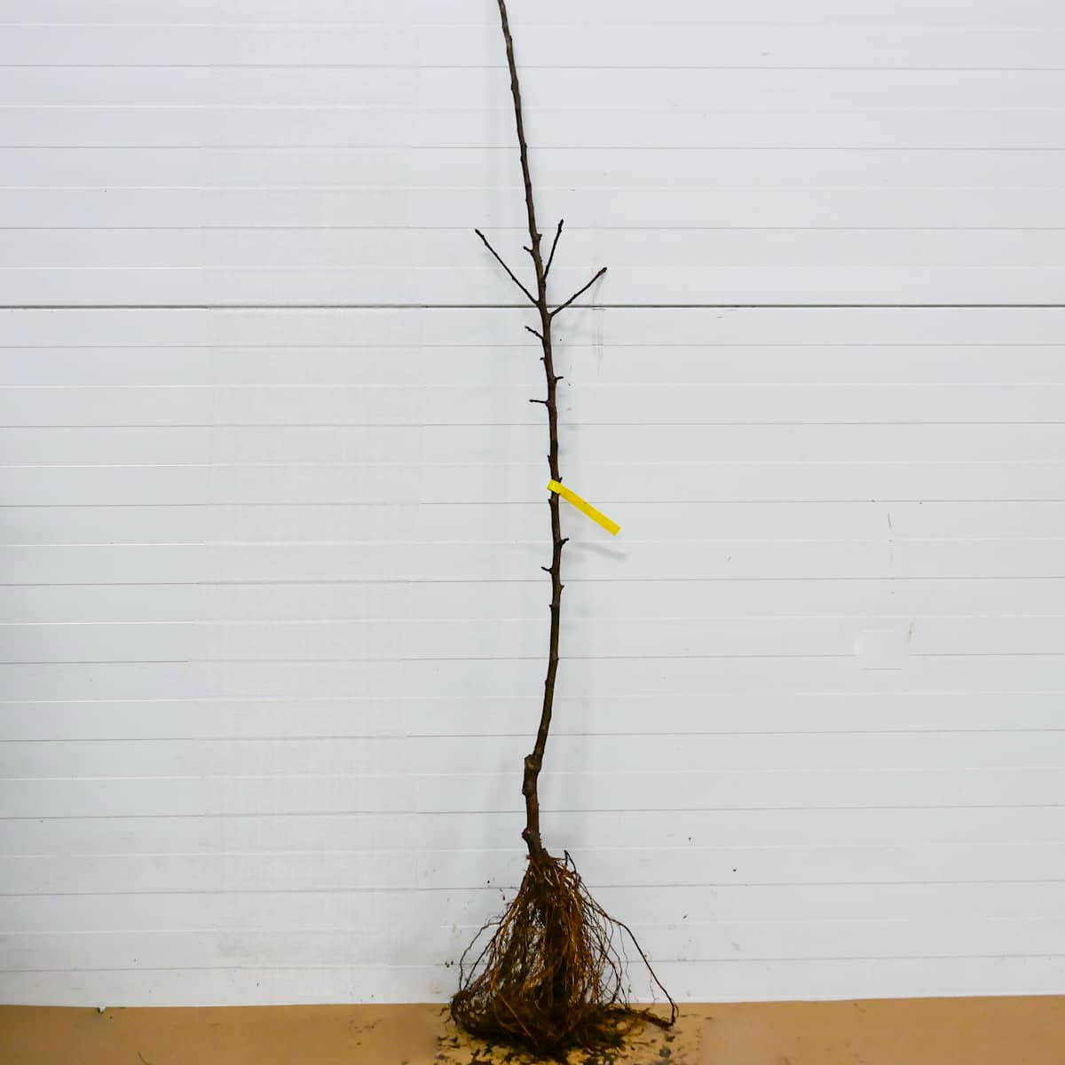 Jabłoń Ligol - Polski Hit Ogrodów z Dużymi i Soczystymi Owocami