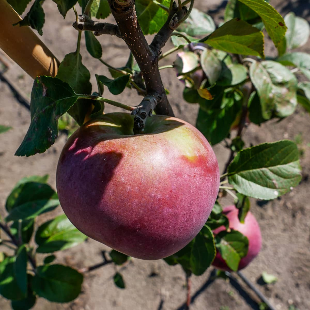 Jabłoń Lobo - smaczne jabłka w Twoim ogrodzie