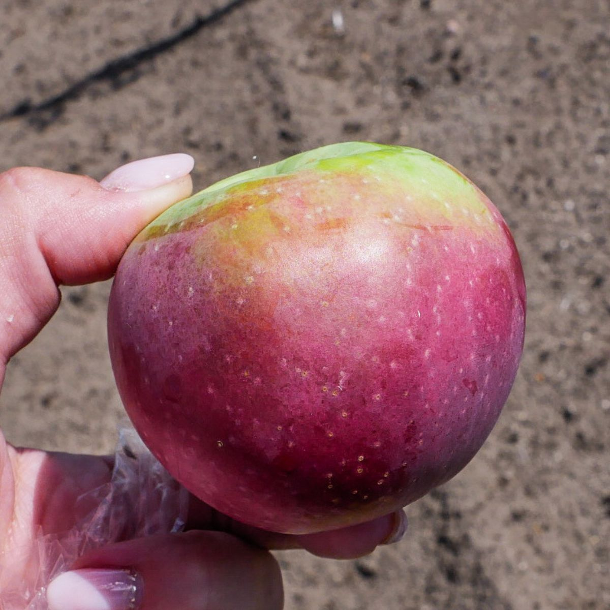 Jabłoń Lobo - smaczne jabłka w Twoim ogrodzie