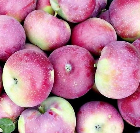 Jabłoń - Lobo - olbrzymi wybór drzewek owocowych