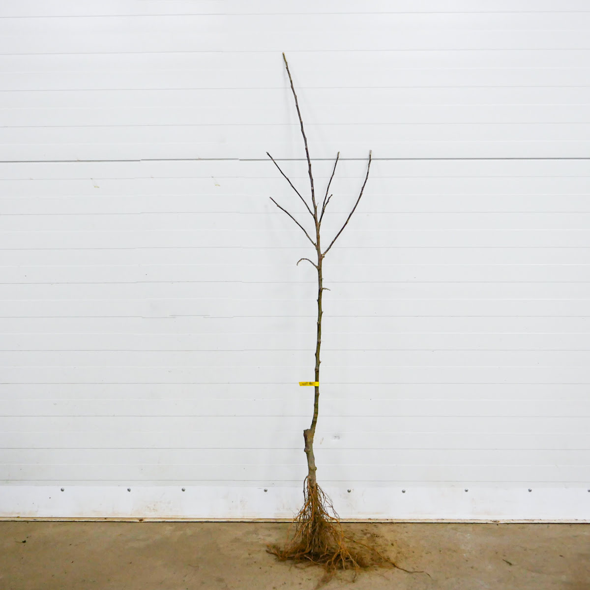 Jabłoń Pinova – sadzonki najwyższej jakości