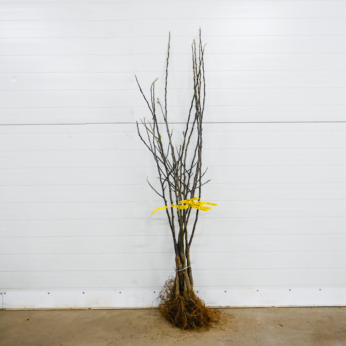 Jabłoń Pinova – sadzonki najwyższej jakości