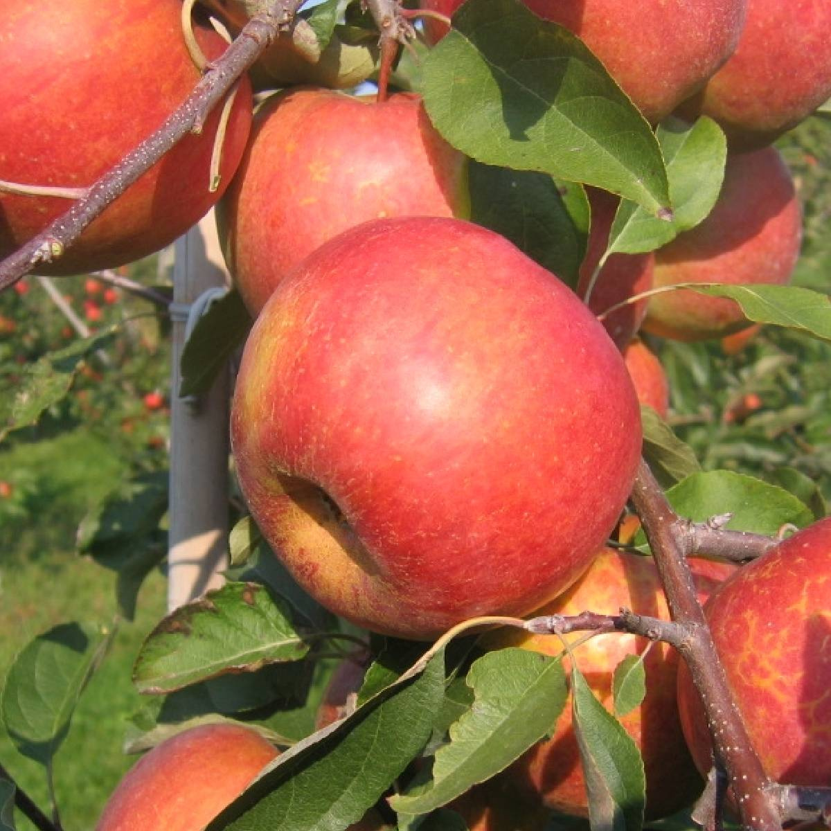 Jabłoń Rubin w doniczce C2| Sadowniczy.pl