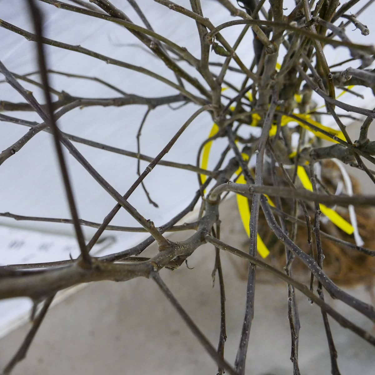 Jabłoń Rubinstar - Sadzonki deserowej jabłoni