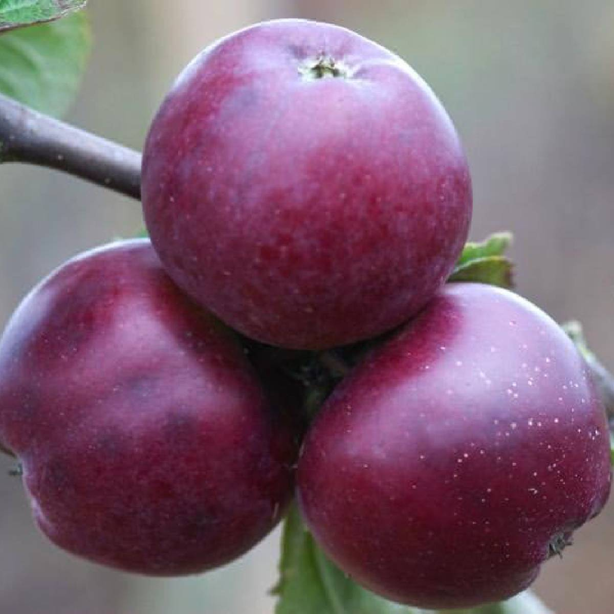 Jabłoń Spartan w doniczce C2| Sadowniczy.pl