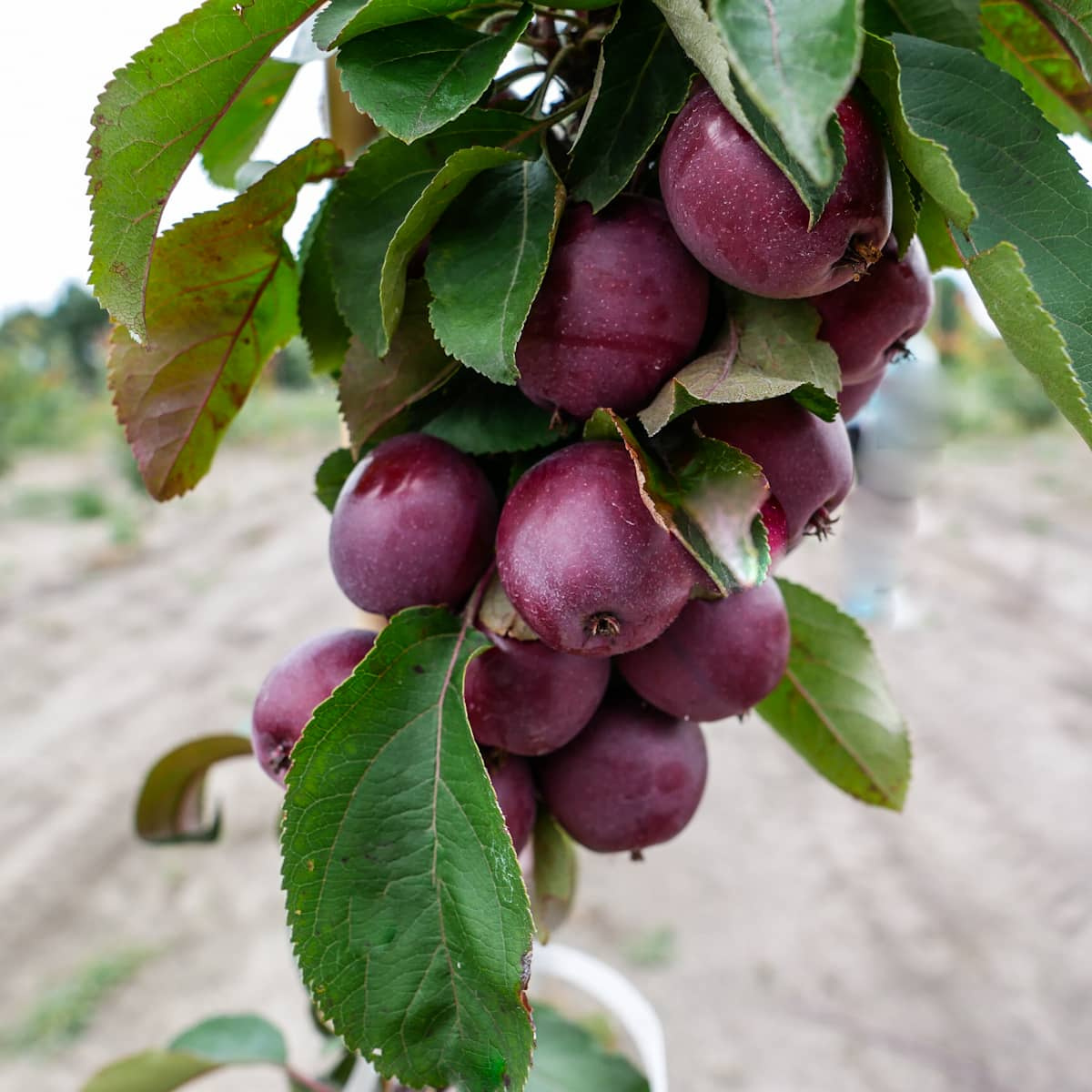 Jabłoń Kolumnowa Maypole Balerina - Sadzonki Drzewka