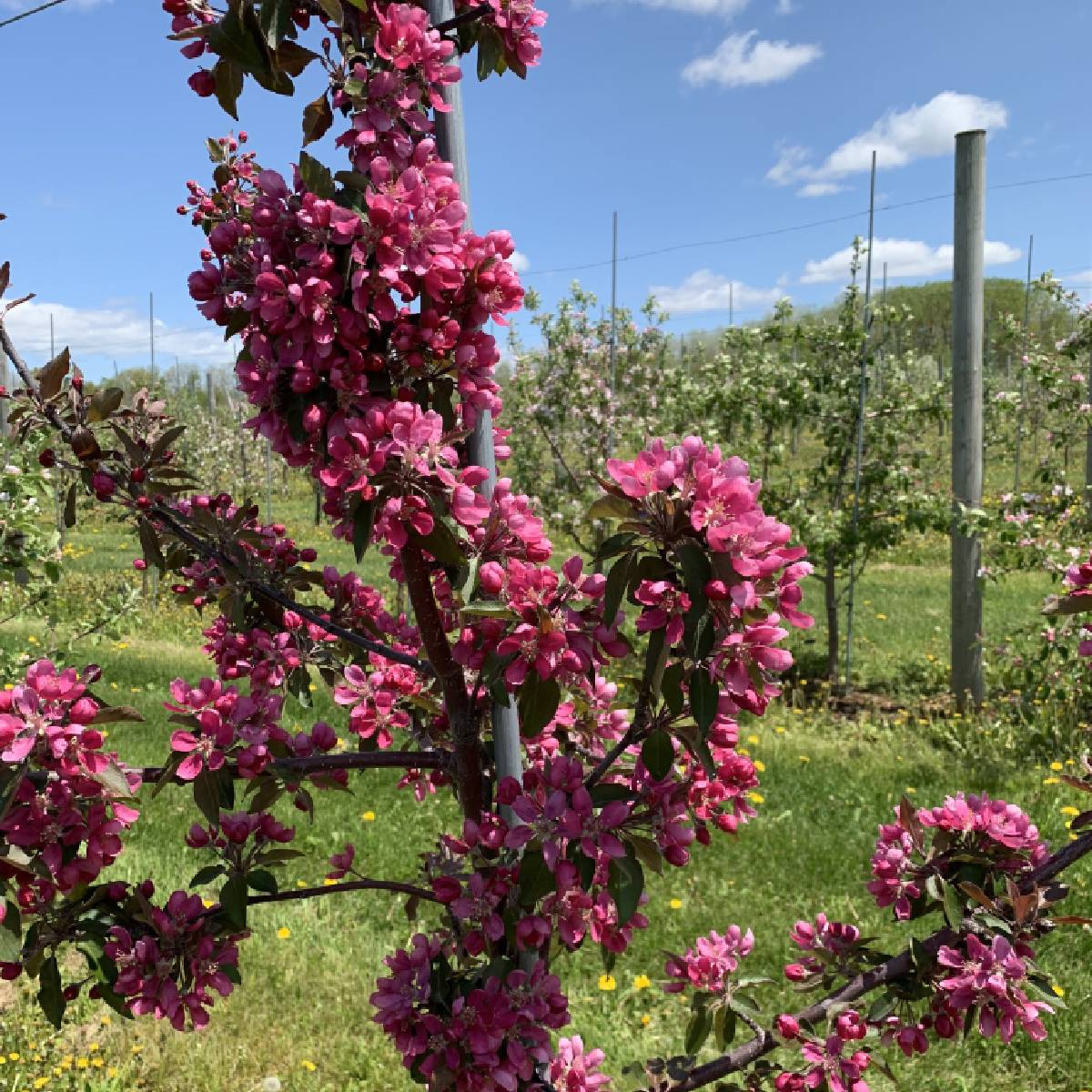 Jabłoń Kolumnowa Maypole Balerina - Sadzonki Drzewka