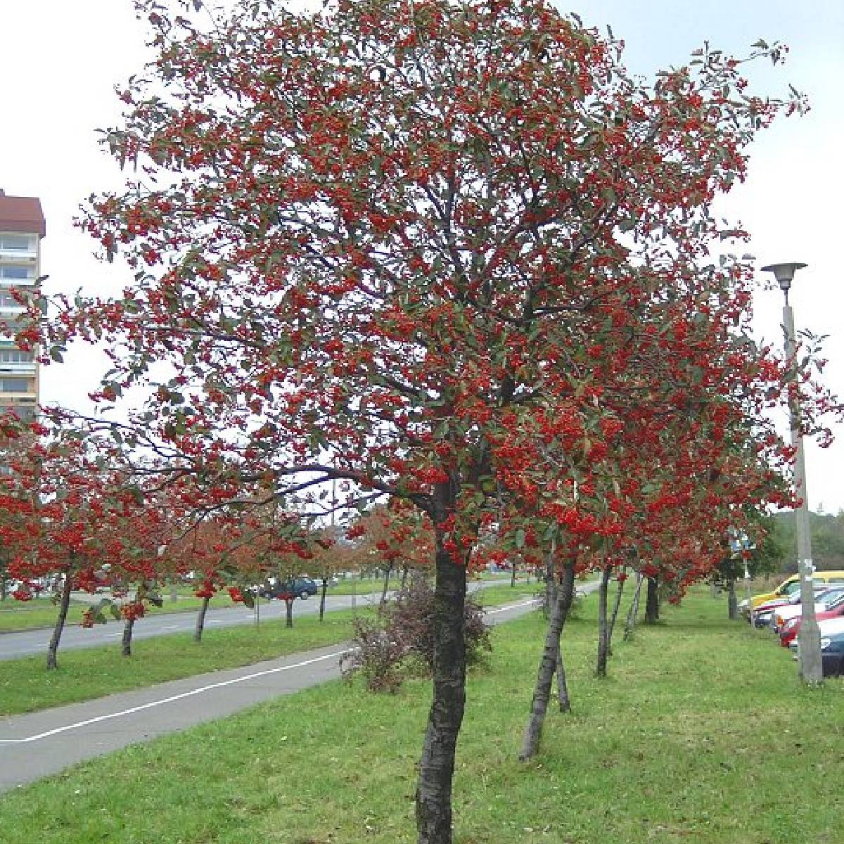 Jarząb szwedzki Fastigiata | Sadowniczy.pl
