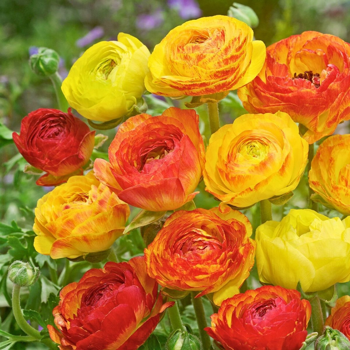 Jaskier azjatycki Aviv Picotee Orange| Sadowniczy.pl