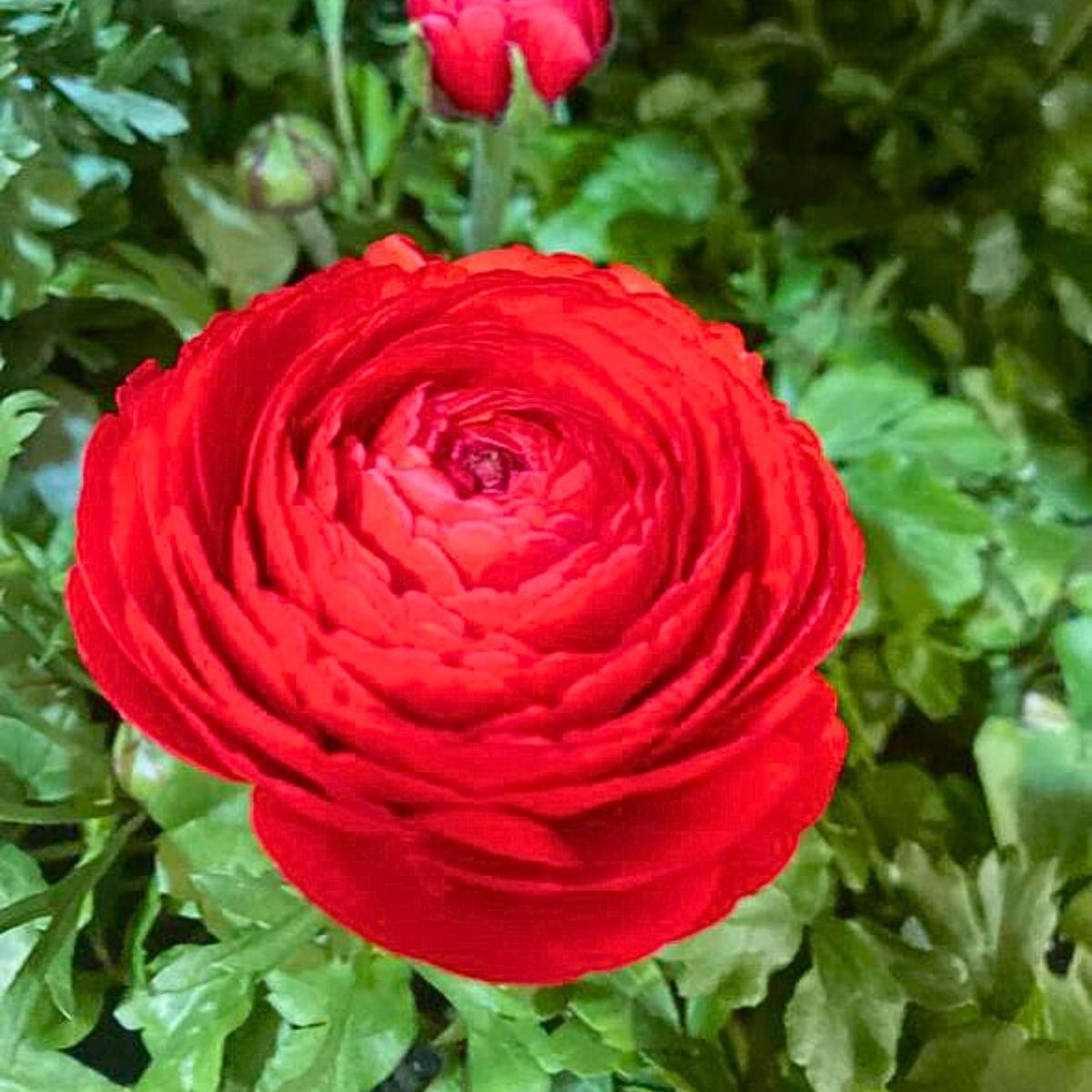 Jaskier azjatycki Czerwony| Sadowniczy.pl