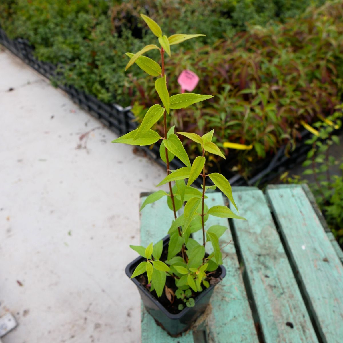 Jaśminowiec wonny Babuni (P9)| Sadowniczy.pl